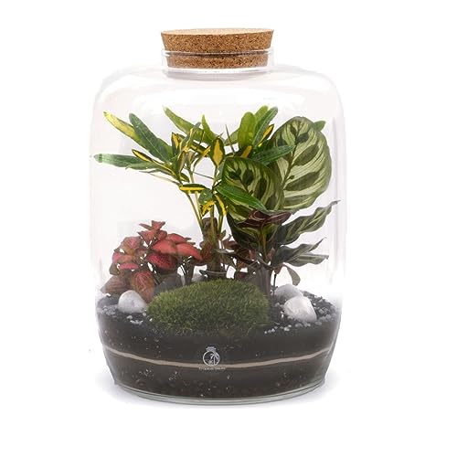 Complete Closed Terrarium Kit with Live Plants and Cushion Moss - DIY ...