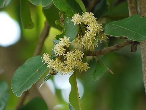 Bokul Flower Plant Very Beautiful Original Variety Healthy and Hybrid ...