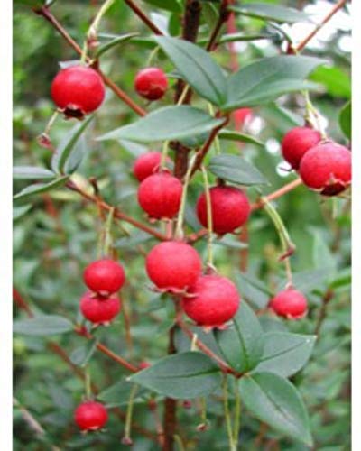 JS STOCKS Dwarf Rare Hybrid Honey Sweet ' Red Guava ' Gujava Fruit ...