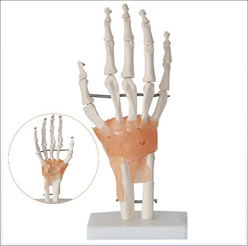 Anatomical Human Hand Joint Model With Ligaments Human Joint Anatomical ...