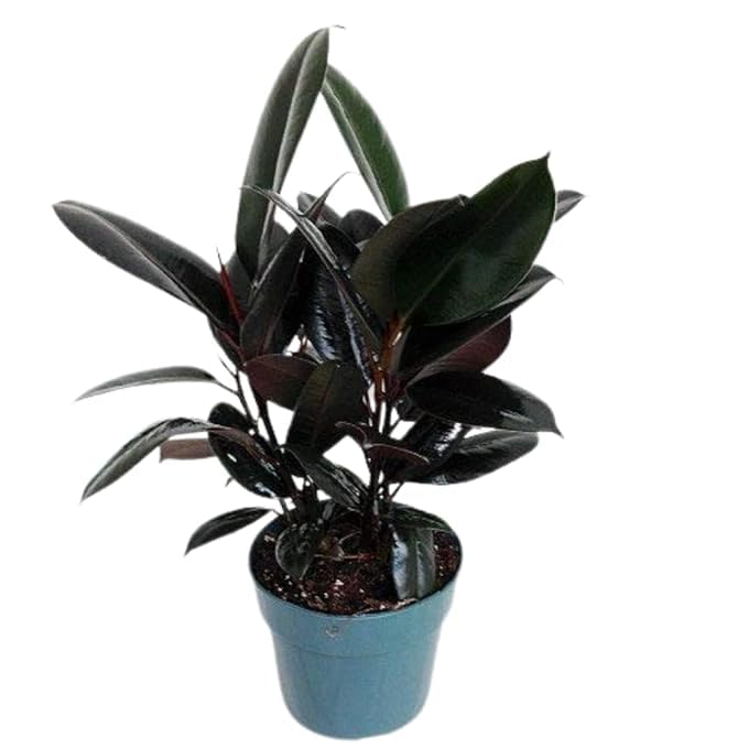 rubber plant indoor live plant pack of 1 : Amazon.in: Garden & Outdoors