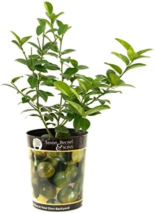 Amazon.com : Dwarf Key Lime Tree Live Plants for Growing Outdoors, 1 to ...