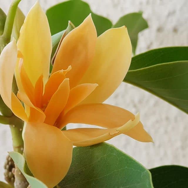 Oxygreenplant Velankae chafa, Michelia Champa,Son Champa,Golden champa ...