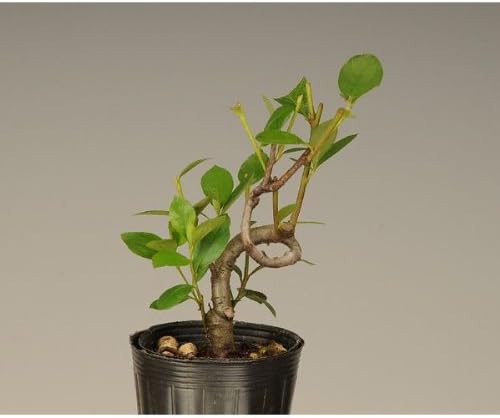 Amazon.co.jp: 苗：西洋カマツカ : DIY・工具・ガーデン