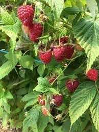 Raspberry plant live grafted (pack of 1) : Amazon.in: Garden & Outdoors