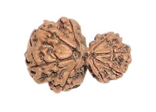 Garbh Gauri Rudraksha ???? ???? Lord Ganesh Maa Parvati Garbh Gauri ...