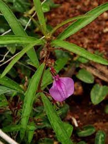 Orithal Thamarai | Spade Flower | Hybanthus enneaspermus | Ratna purush ...