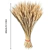 300 Stems Dried Wheat Sheaves Stalks,Natural Wheat Stalks Bundle ...