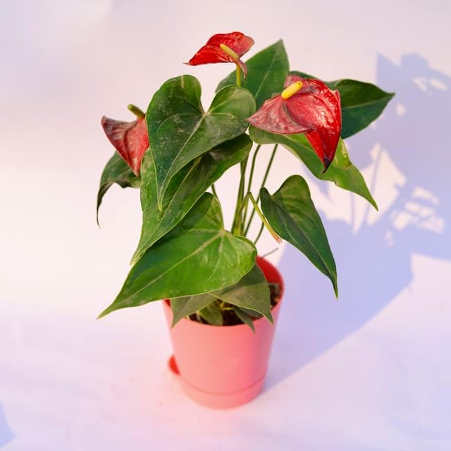 Anthurium Red in 4 Inch Live Pink Florence Self Watering Flower Plant ...