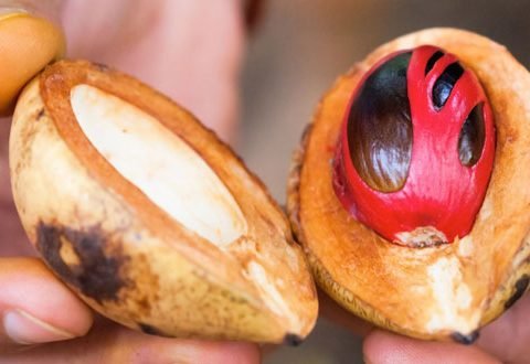 Creative Farmer Herbal Tree Seeds Nutmeg -Jayaphal Herb Tree Seeds 5 ...