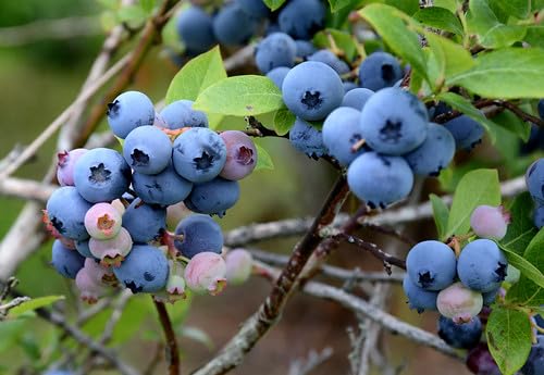 Mphmi Seedless Plant Fruit Plants Live Plant Nursery NCR Plants Rare ...