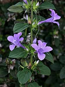 CooPany® டிசம்பர் பூ செடி / December Poo Healthy Live Plant With Safe ...