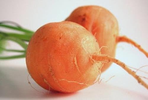 Amazon.com : 2500 Parisian Carrot Seeds - Heirloom Vegetable (Small ...