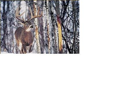 Buy Legendary Whitetails John Breen Buck 550 Piece Jigsaw Puzzle Online ...