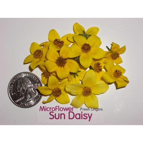 Amazon.com: Edible Flower - Micro Sun Daisy - 4 x 200 Count : Grocery ...