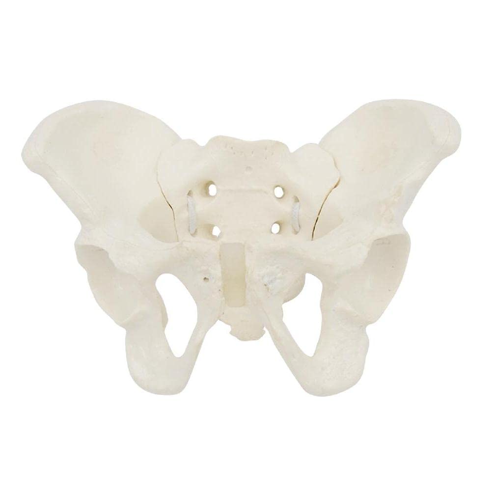 Buy LANGYI Hip Pelvic Anatomical Model for Science Education Midwife ...