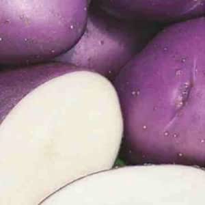 Amazon.com : Huckleberry Gold Potato - 6 Seed Potatoes : Patio, Lawn ...