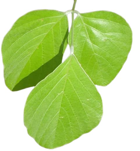 Dhak ke patte/Palash,Butea plant leaves/Dhak ke teen paat for Lal Kitab ...