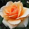 Amazon.com : Heirloom Roses Rose Plant - Welsh Gold™ Orange Rose Bush ...