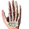 Amazon.com: XONOR Halloween Skeleton Hands - Realistic Life Size ...