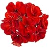 Bedding Plants, Geranium 'Deep Scarlet', 40 x Full Plant Pack, Geranium ...