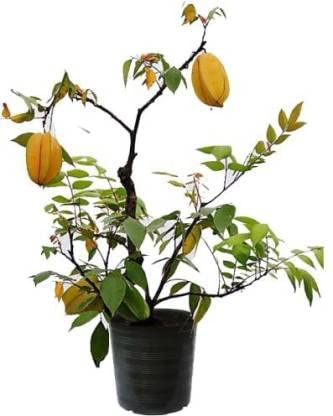 Mphmi Live Plants Nursery Garden Kamrak, Star fruit - Plant : Amazon.in ...