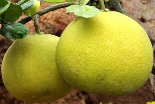 Rare Sweet Pomelo Citrus" KAMBILI NARANGA" - High Yield Lemon Fruit ...