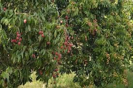 Mphmi Live Plants Nursery Garden Plant Orange Fruit, Santra (Grafted ...