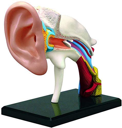 Teaching Model 4d Human Ear Anatomy Model 22 Parts Showing | Desertcart ...