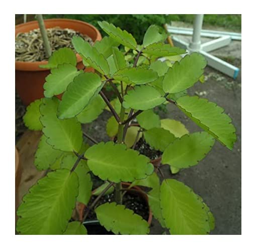 Arhaam Nursery Miracle Leaf Plant/Patharchatta Kidney Stone Medicinal ...