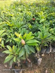 Chikoo Thai Kalapatti variety Sapota Fruit Grafted Live Plants & Tree ...