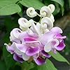 Amazon.com : Corkscrew Vine Seeds Snail Vine Fast-Growing Perennial ...