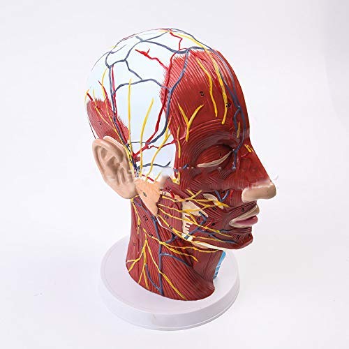Buy ZYYH Half Head Superficial Neurovascular Model with Musculature ...