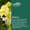 Carbeth Plants - Bare Root Wallflowers Plants Ready for Planting Now ...