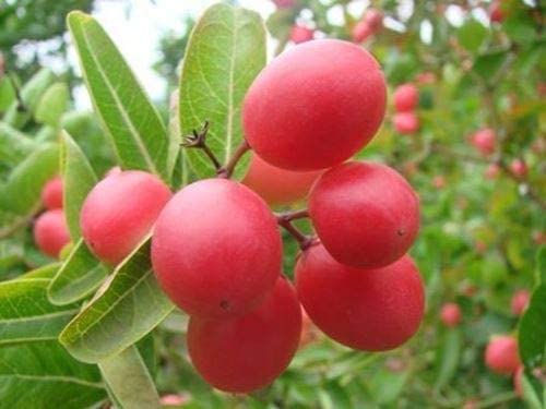 Organix Rosa Karonda Carissa Carandas Hybrid Live Cranberry Fruit Plant ...