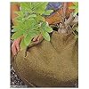 Amazon.com : Dewitt 3-Foot by 48-Foot Burlap NB348 : Tree Burlap ...