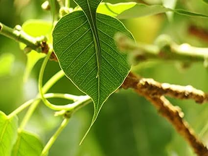 Live Peepal/Ficus religiosa/Sacred fig Plant : Amazon.in: Garden & Outdoors