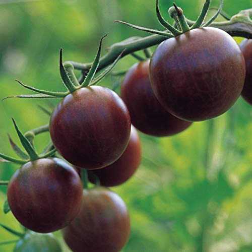 Best Black Cherry Tomato Seeds for a Flavorful Home Garden – Small Yard ...