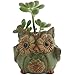 Amazon.com : Ogrmar 6Pack Owl Plant Window Boxes Cute Owl Flower Pot ...