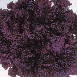 Amazon.com : Lettuce Red Velvet 75 Seeds : Patio, Lawn & Garden