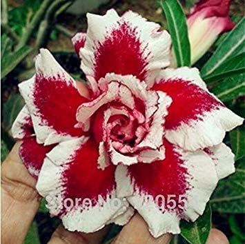 SEEDS - Imported seed, 1pcs/lot 100% Real Adenium obesum (Desert Rose ...
