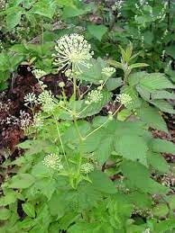 Amazon.com : New Fresh 30pcs Sarsaparilla Plant Seeds Generic : Patio ...