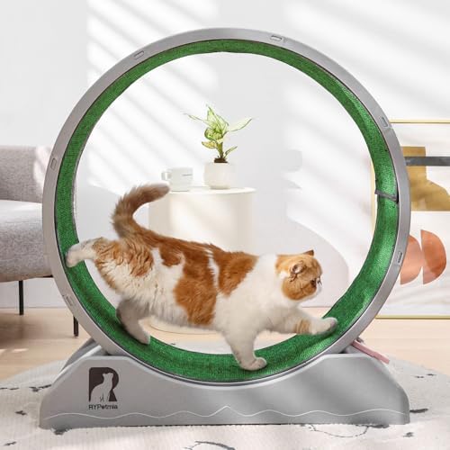 Amazon.com : QOILITY Cat Exercise Wheel, Cat Wheel Exerciser for Indoor ...