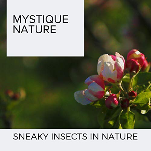 Amazon Music - Nature Sound Series, Nature RecordingsのMystique Nature ...
