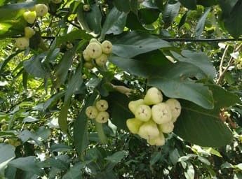 MITU White Jamrul Grafted Fruit Plants Dwarf White jamrul Plants ...