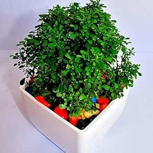 Bigreen Kamini Table Plant â€“ Dwarf Murraya Paniculata Live Plant with ...