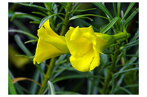 Yellow oleander - How to grow & care
