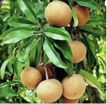 Sarika Nursery Fruit Hybrid Sapodilla Sapota Chiku Chikoo Plant Very ...