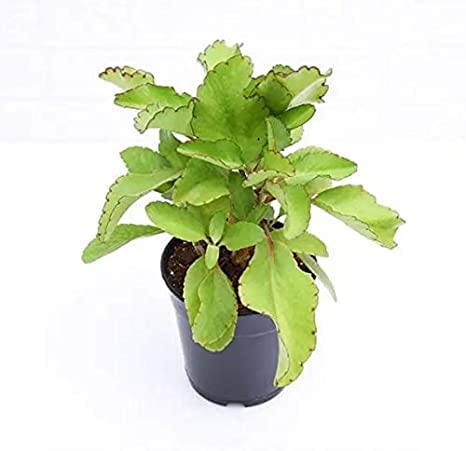 Nursery Om Green Patharchatta, Bryophyllum Pinnatum, Kidney Stone Plant ...