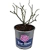 Amazon.com : True Bloom 'True Bliss' Pink Rose Bush, Live Roses & Rose ...